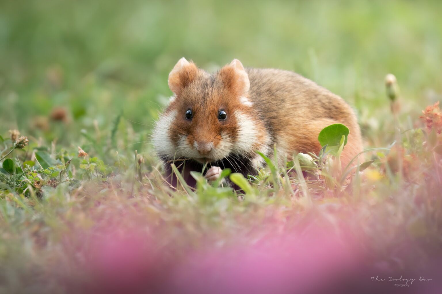 How To See Wild Hamsters In Vienna: Vienna Wildlife Guide